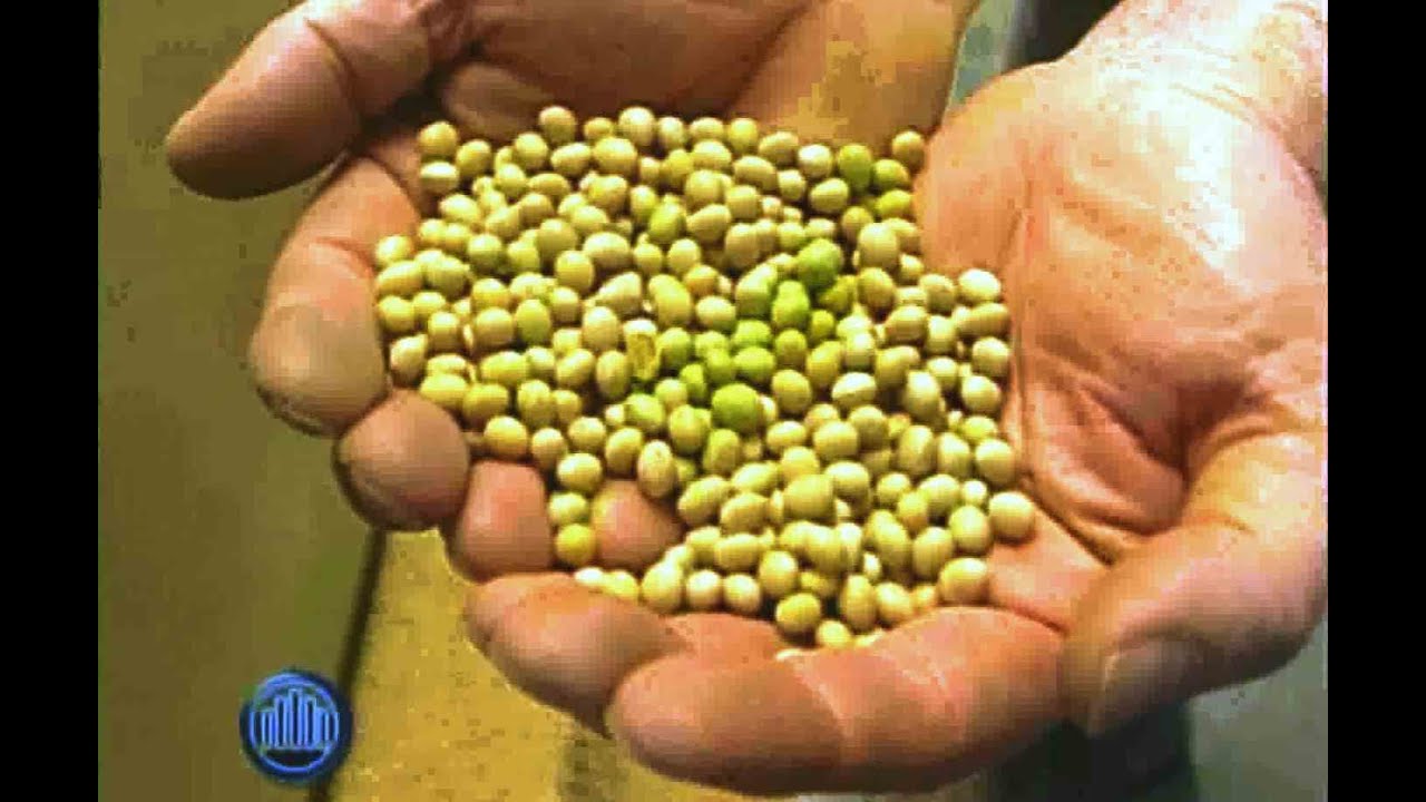 Japanese Tofu Begins Here With Local Soybean - YouTube