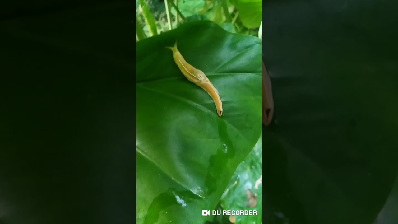 Kachu plant - YouTube