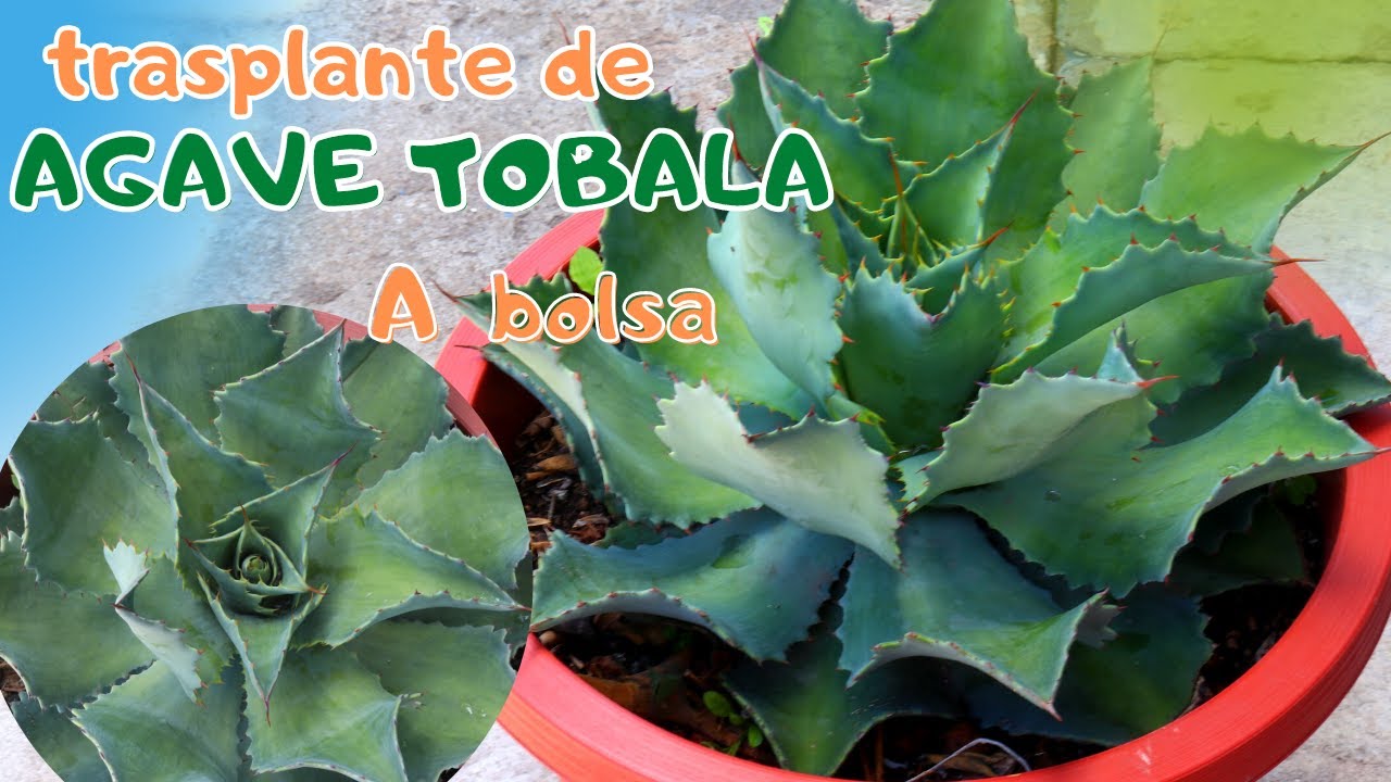 TRASPLANTE DE AGAVE TOBALA a bolsa-🟢🌱👍- CULTIVO DE agave TOBALA o ...