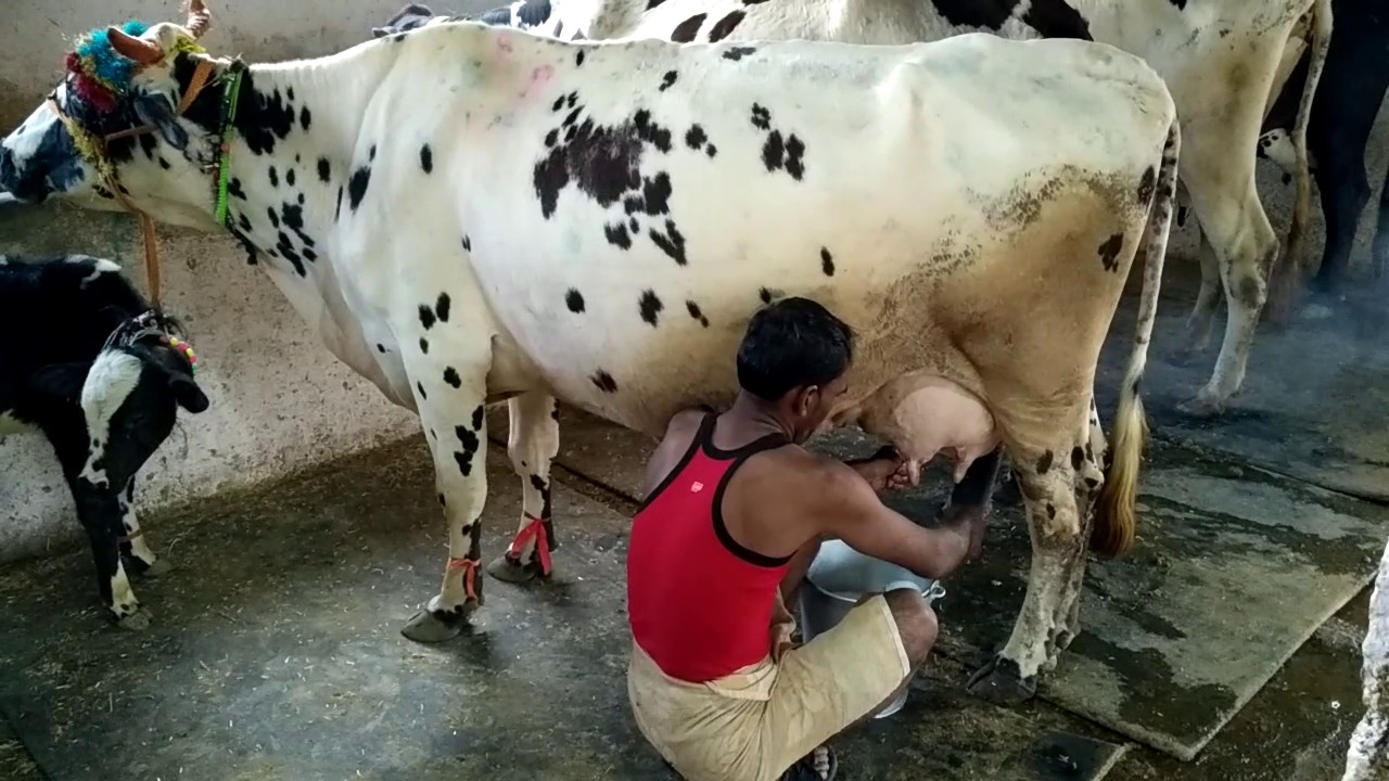 HF cow dairy in ganj basoda MP 7987555199 - YouTube