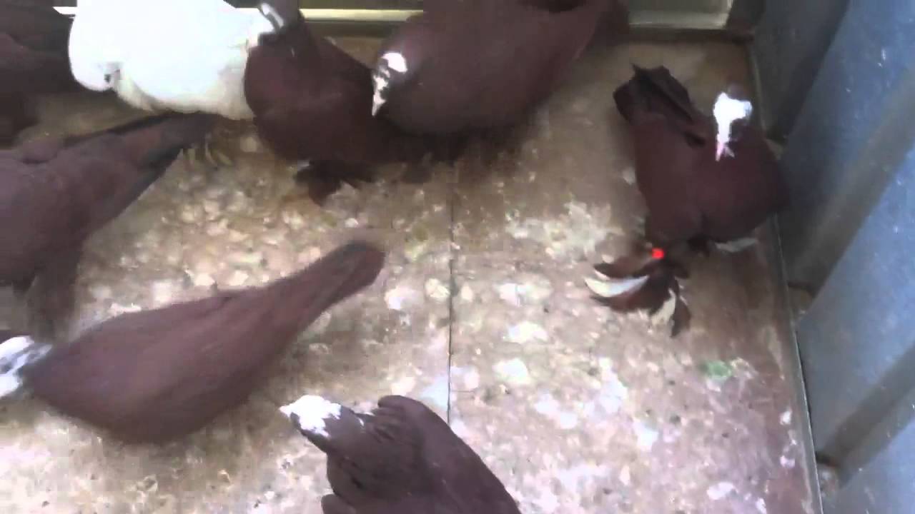 iraqi pigeons in sydney 2014 حمر بغدادية - YouTube