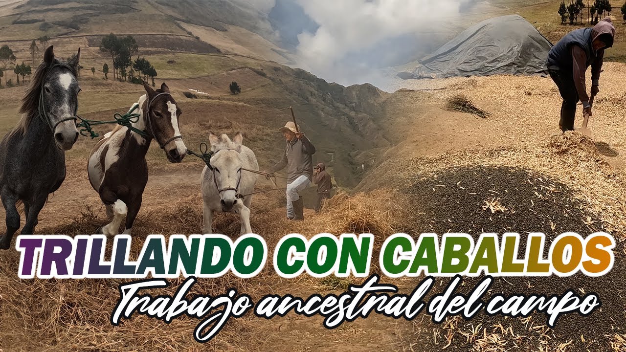 TRADICIONAL TRILLA CON CABALLOS (TÉCNICA ANCESTRAL QUE USAN EN EL CAMPO ...