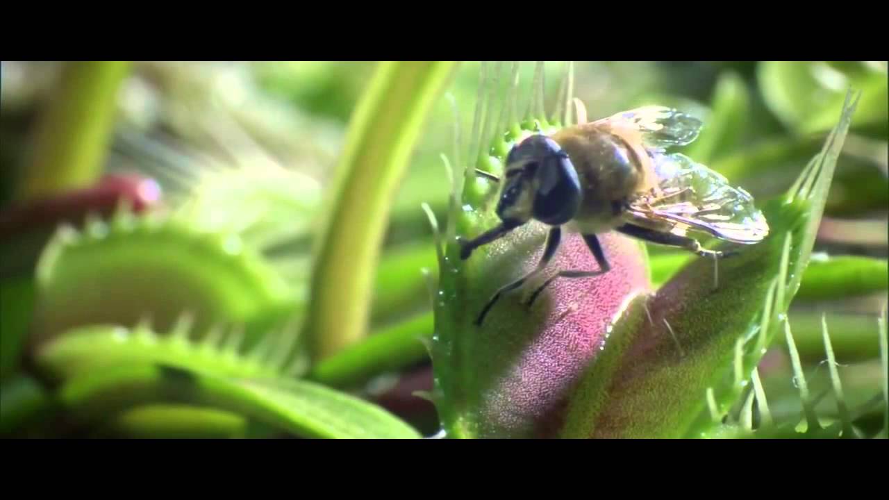 The Adventures of Kenny the Fly | Animal Voiceover - YouTube