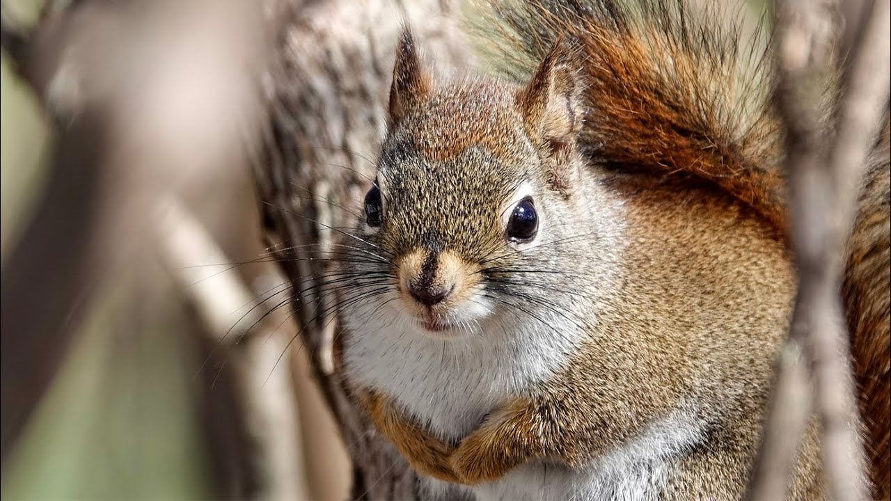 Red Squirrel: Behavior (20 April 2025) - YouTube