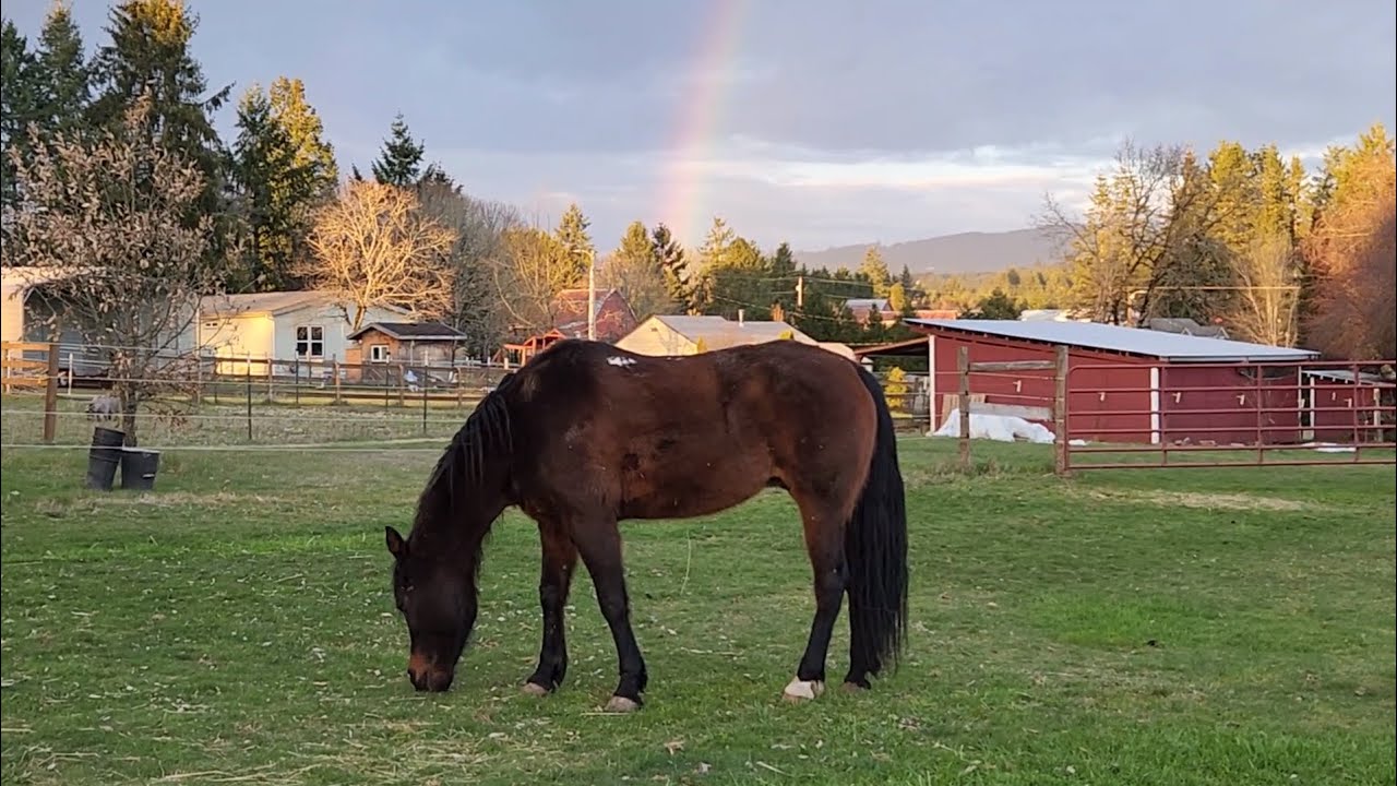 Chillin' with the Ponies and Checking the Garden - YouTube
