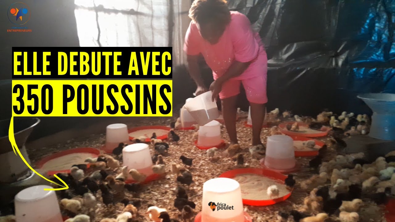 Démarrer 350 POUSSINS GOLIATH chaque SEMAINE, NOUVEAU PROJET (élevage ...