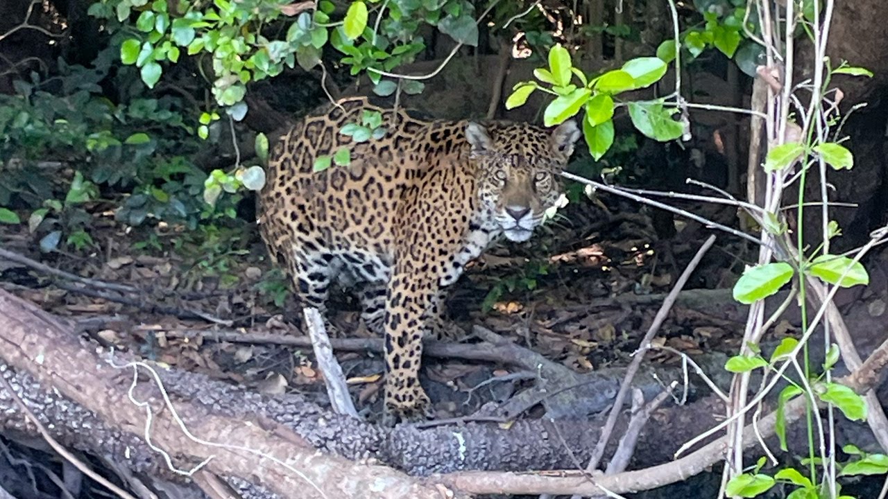Jaguar going hunting in Pantanal, Brazil - YouTube