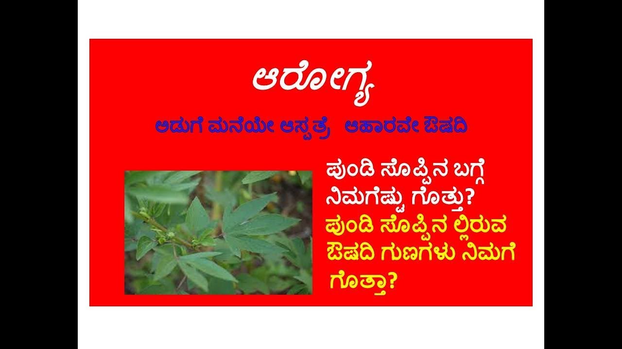 Health Benefits of Pundi soppu in Kannada//ಪುಂಡಿ ಸೊಪ್ಪಿನಲ್ಲಿರುವ ಔಷದಿ ...