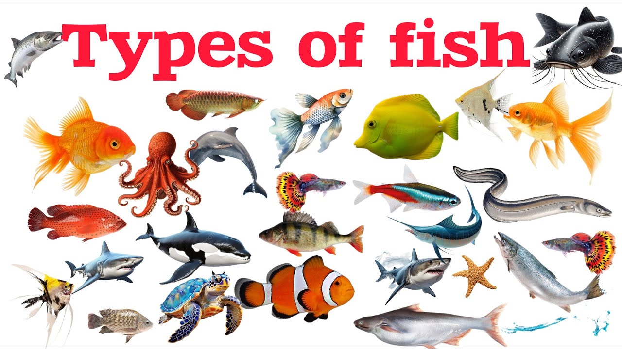 Types of fish | fish vocabulary | Fishes Name In English With Pictures ...