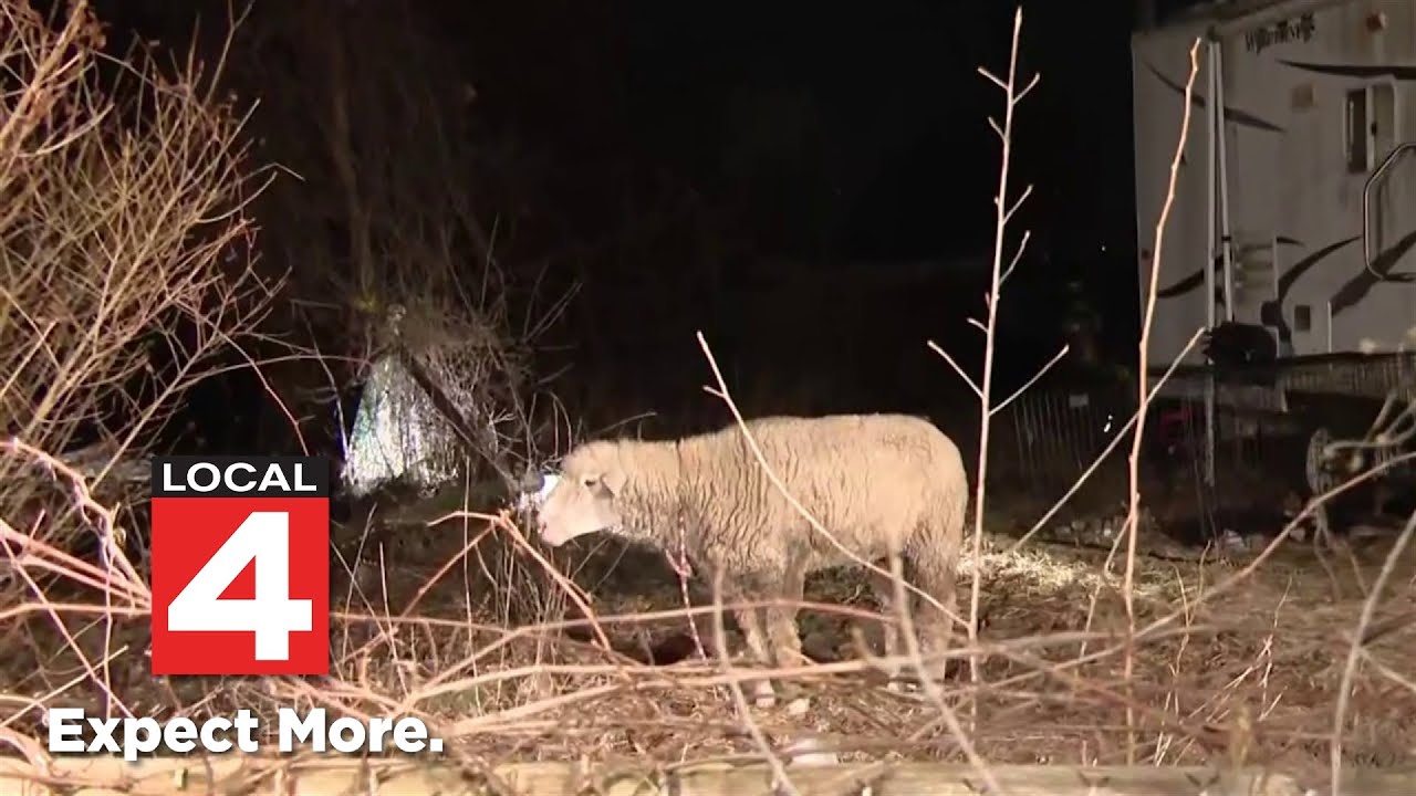 Stolen farm animals found grazing on Detroit’s west side - YouTube