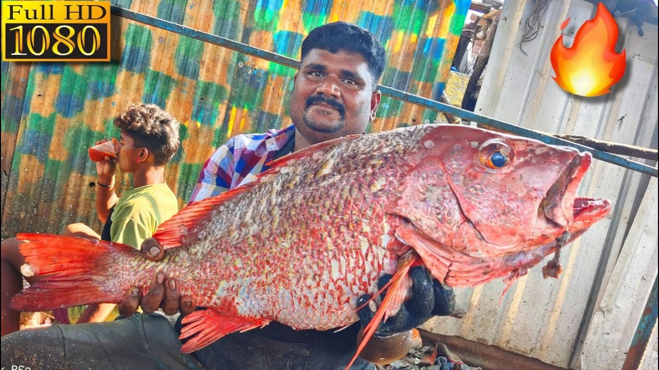 14KG BIGGEST RED SNAPPER FISH CUTTING💥| KASIMEDU SELVAM FISH CUTTING ...