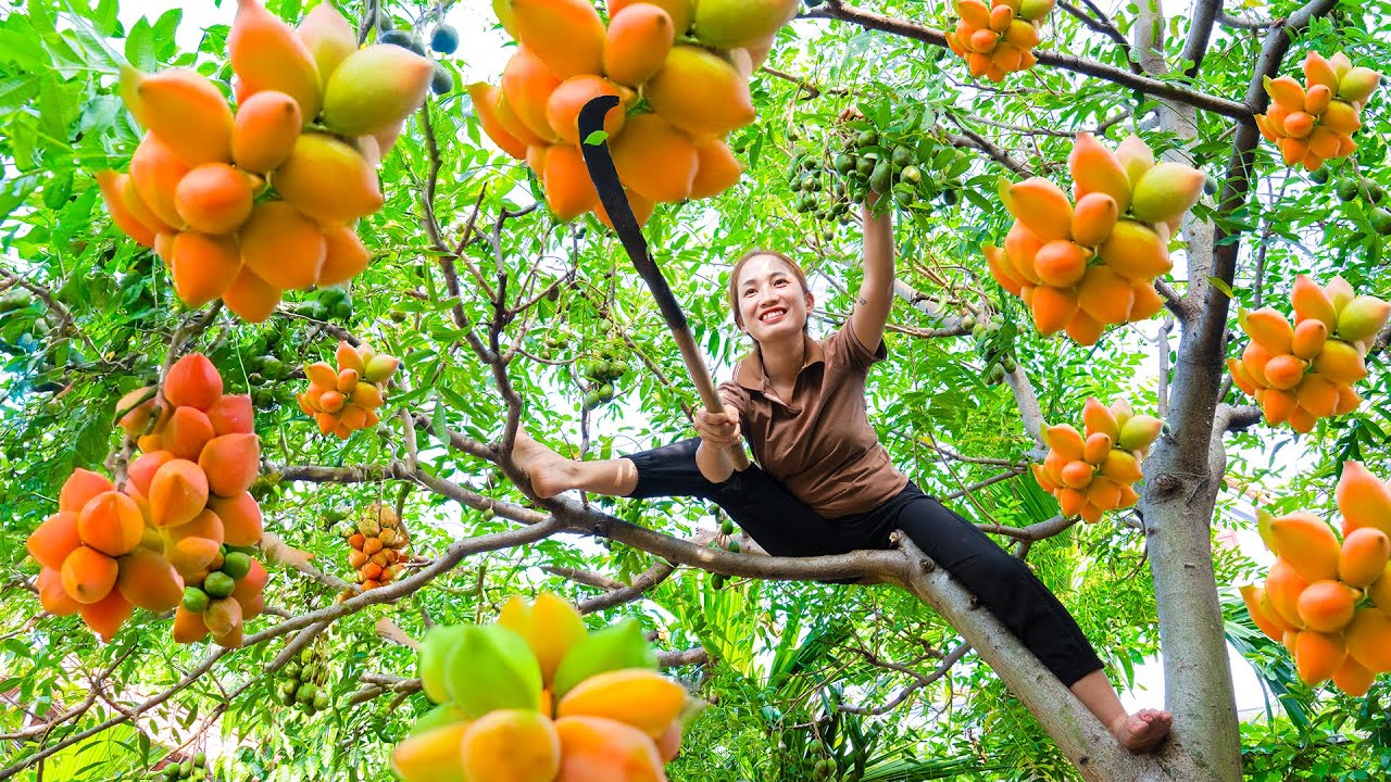 Amazing, Harvest AMERICAN TOAD fruit go to market sell, AMERICAN TOAD ...