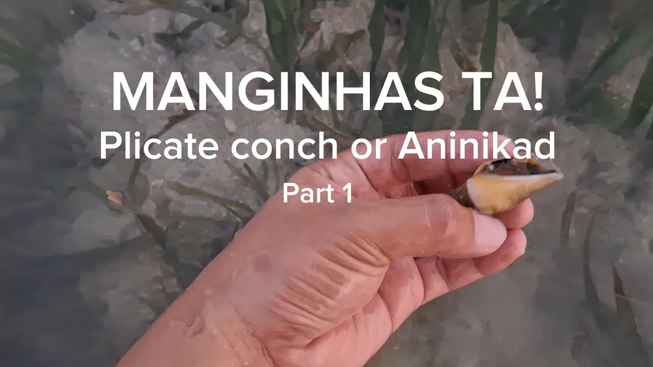 Catch and Cook: Fresh Conch Shells from Shore to Table! | Manginhas og ...