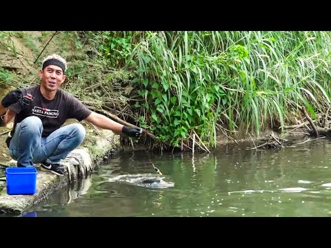 HEBOH!!!Hampir lupa cara mancing,pemancing strike ikan besar berkali-kali