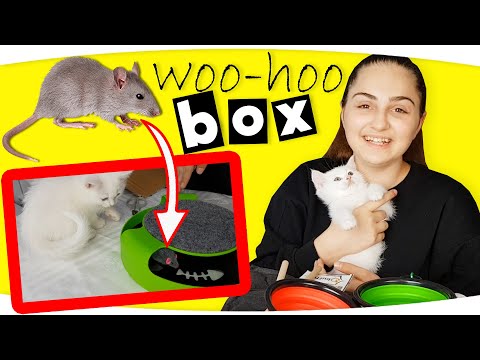 YAVRU KEDİ MARS için WOOHOOBOX Evcil Hayvan Ürünleri !! Fenomen Tv Kedim Mars