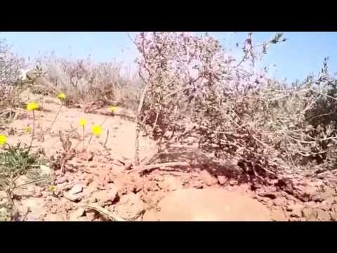 terfas bechar algerie