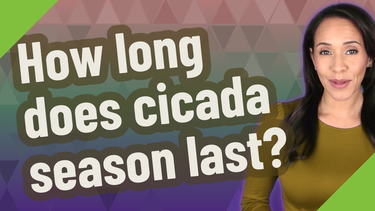 How long does cicada season last? - YouTube