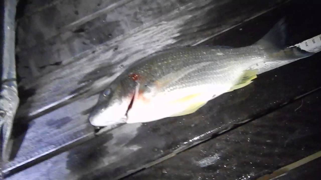 Fish we caught at noosa river 28/5/16 - YouTube