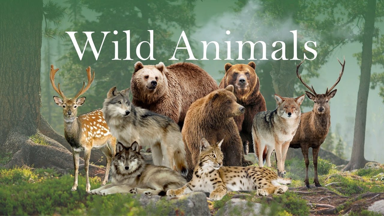 Interesting animal sounds of North America: fox, beaver, alligator ...