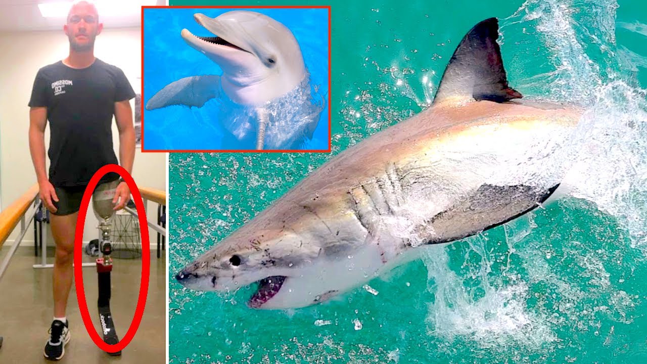 Dolphins Saving People - YouTube