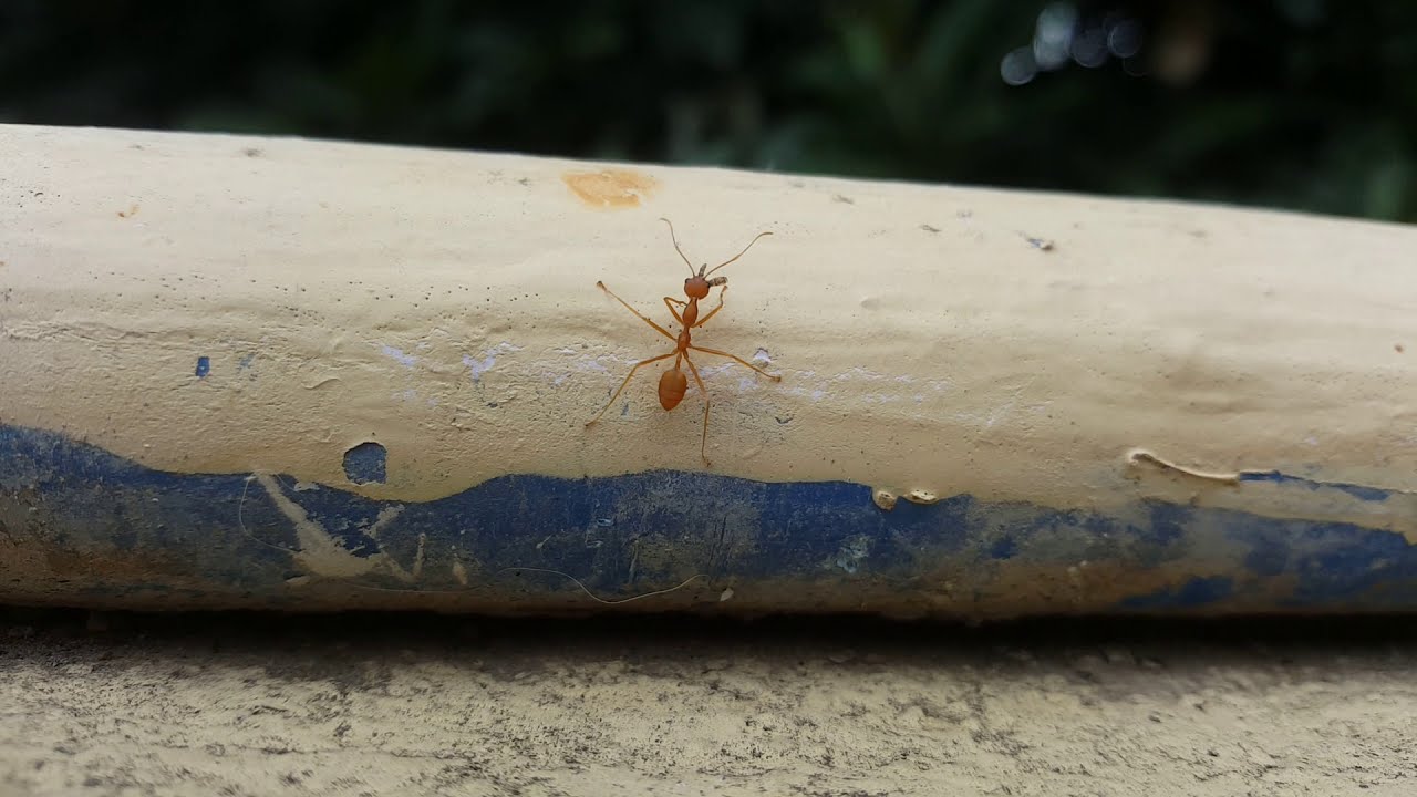 The life of RED ANT - YouTube