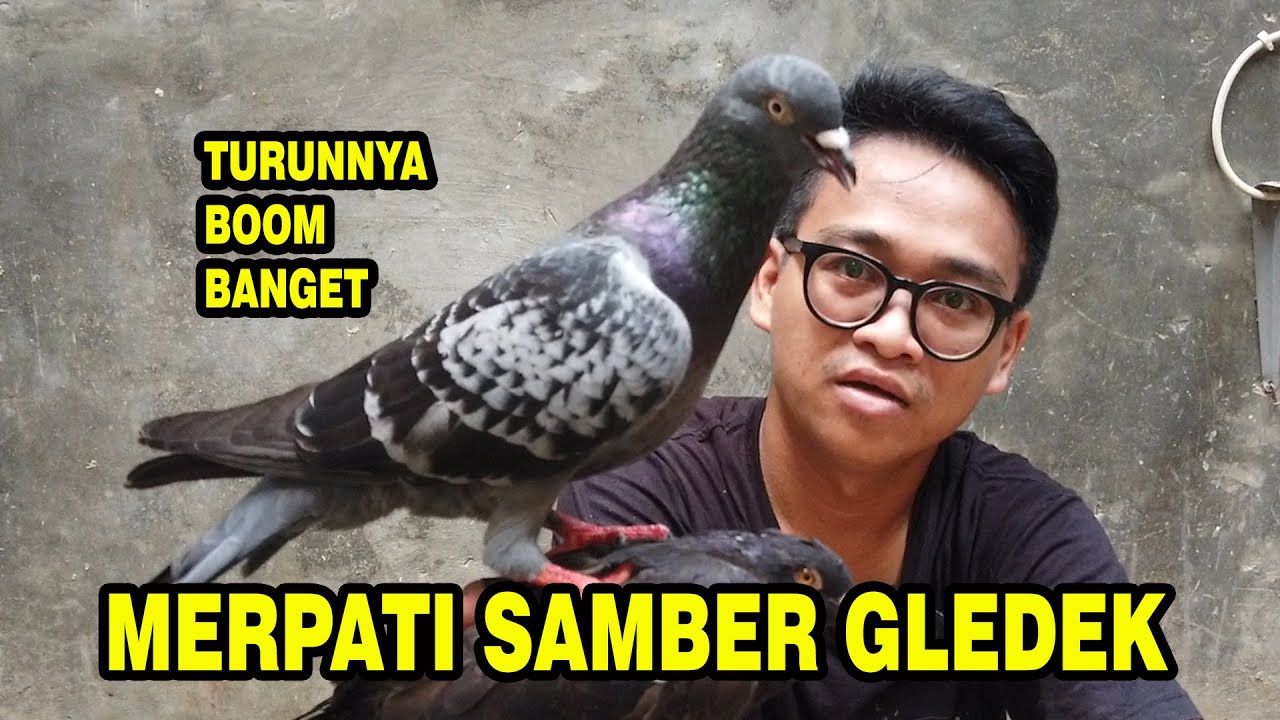 BELI MERPATI TRITIS BARU GIRINGNYA SAMB3R GLEDEK KEKET BANGET ‼️ - YouTube