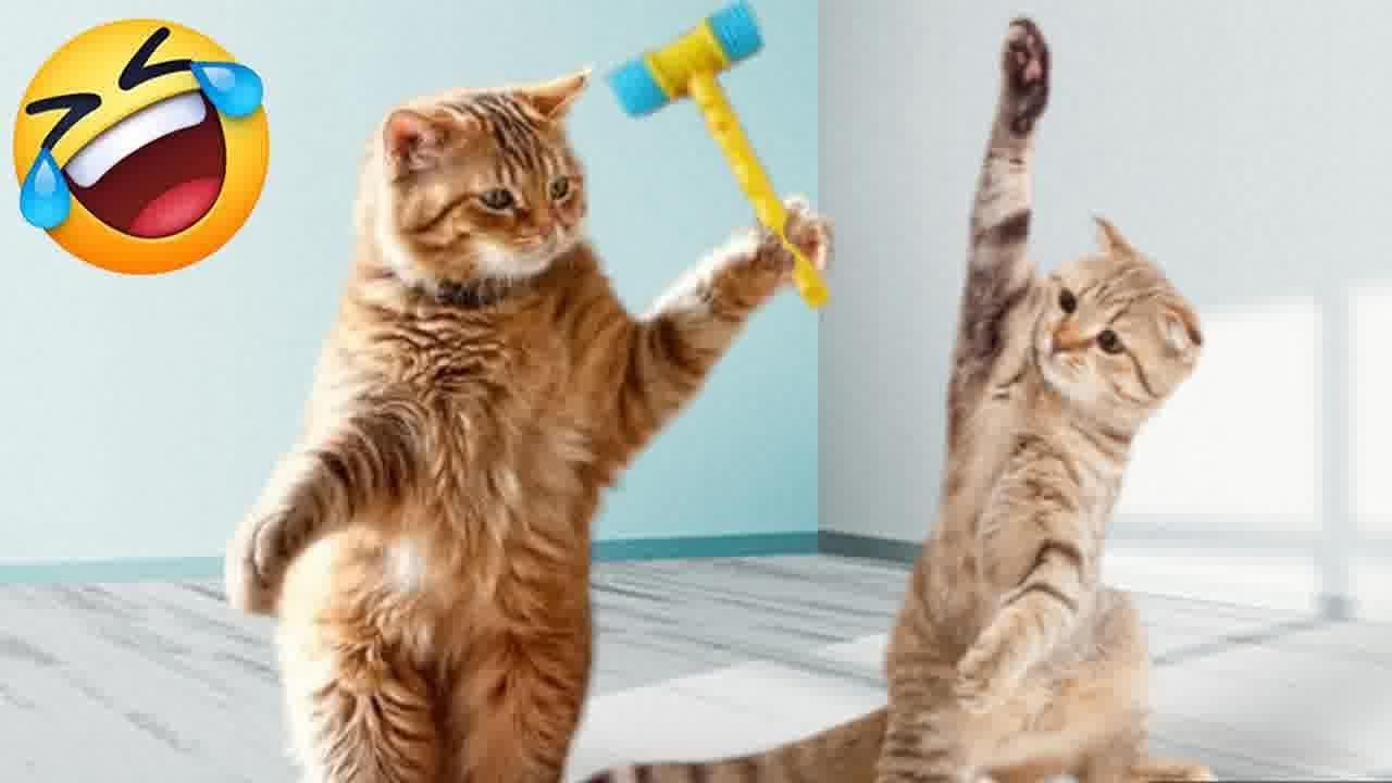 😆 Laugh Out Loud with These Hysterical Cat Videos 🐈 Funny Animal ...
