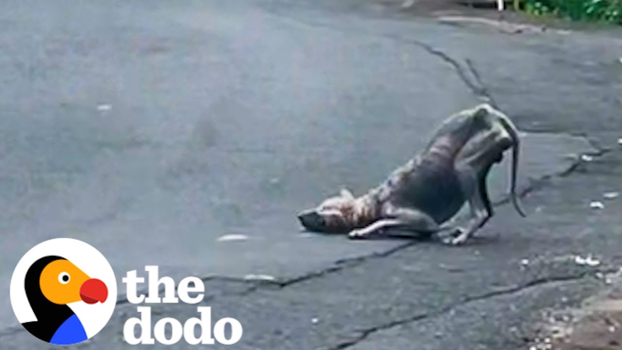 Dinosaur-Looking Animal Transforms Into The Happiest Boy | The Dodo ...