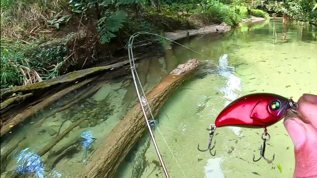 Crystal Clear Tropical Stream Fishing - Native Species - YouTube