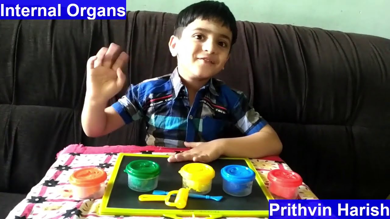 #Internal organs for kids with clay. Environmental studies for ...