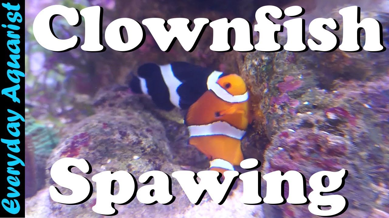 Clownfish Breeding & Spawning in a Reef Tank - YouTube