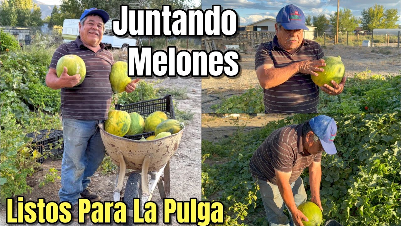 Los Melones Más Frescos Y Sabrosos Para La Venta En Reno Nevada!🌿🍈 ...