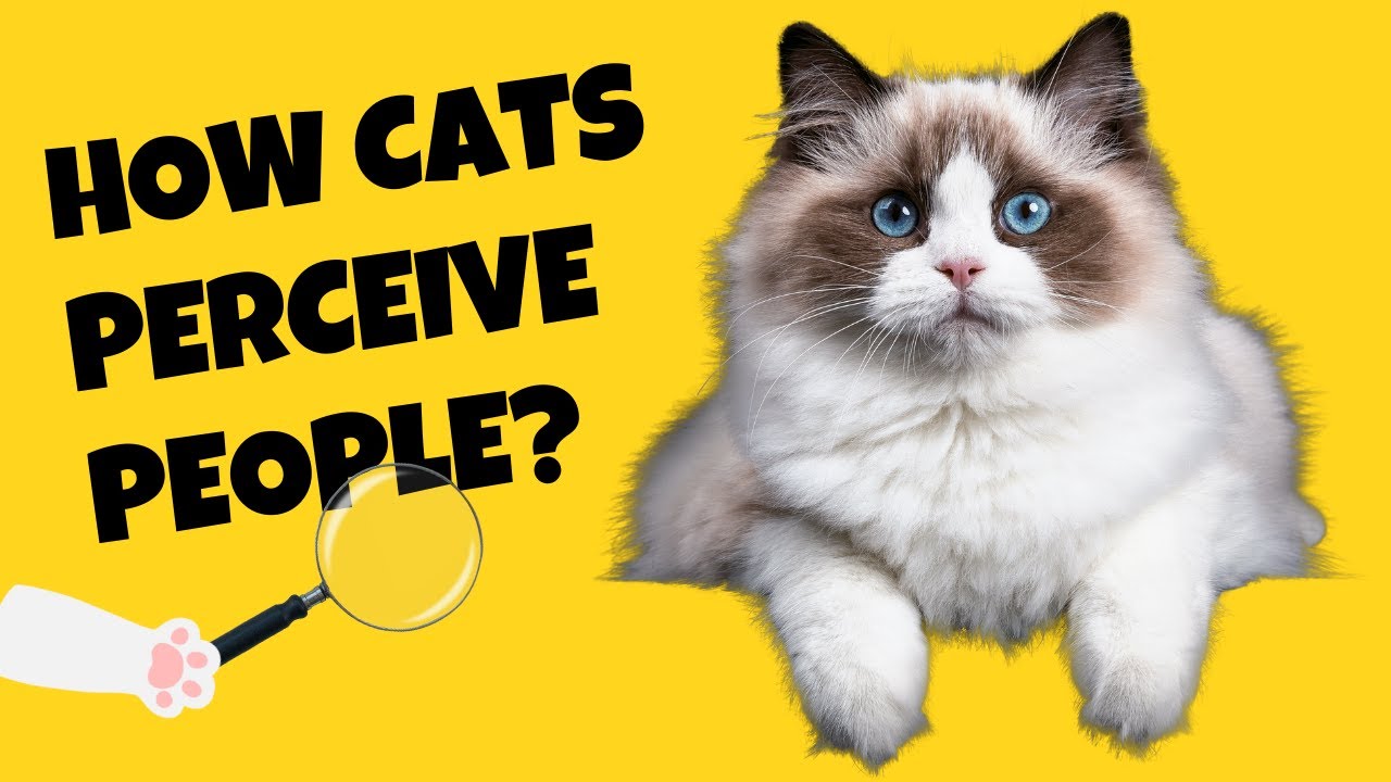 Decoding the Feline Gaze: How Cats Perceive People - Cat's Knowhow ...
