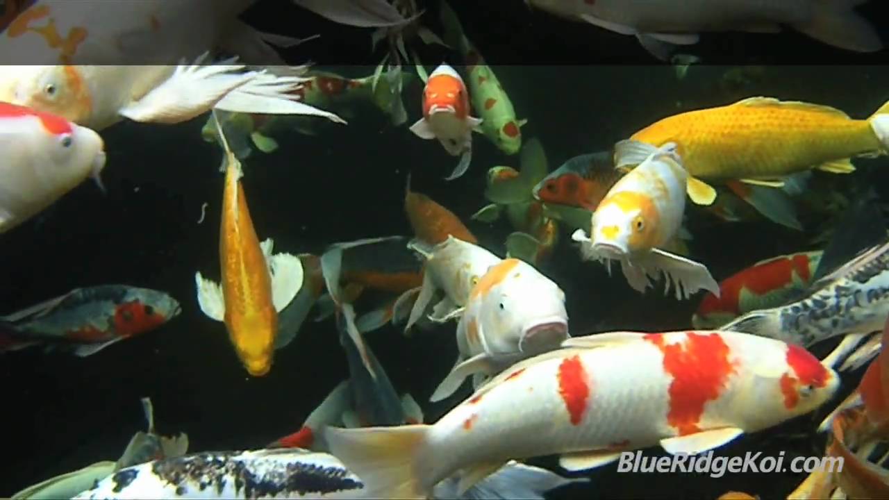 Blue Ridge Koi - YouTube