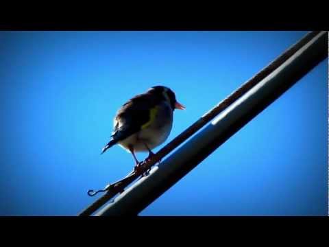 Cardellino - Chardonneret - Goldfinch - Pintassilgo - Jjilguero - Stieglitz - Carduelis carduelis