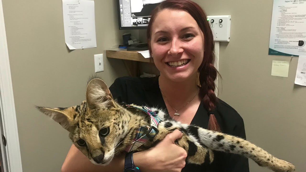 SERVAL WITH RIGHT ARM CONGENITAL ANOMALY IS BEING FITTED FOR A ...