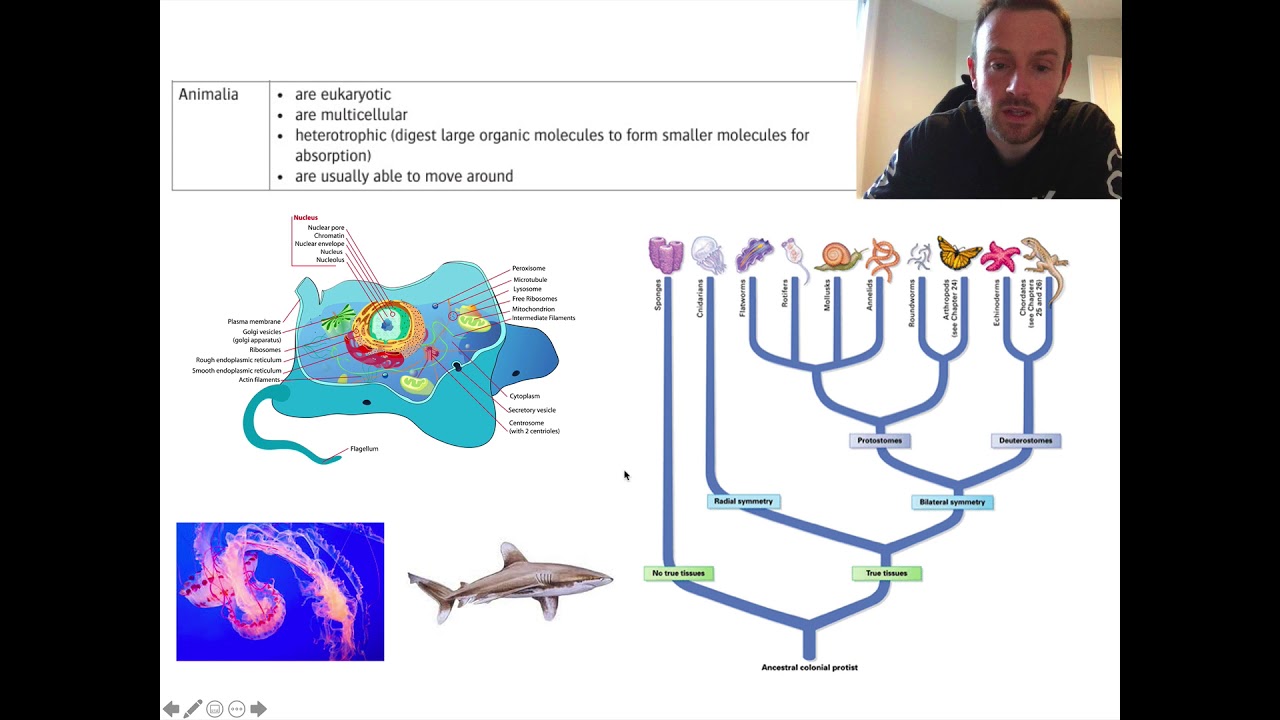 Features in Classification (OCR A Level Biology 4.3.2) - YouTube