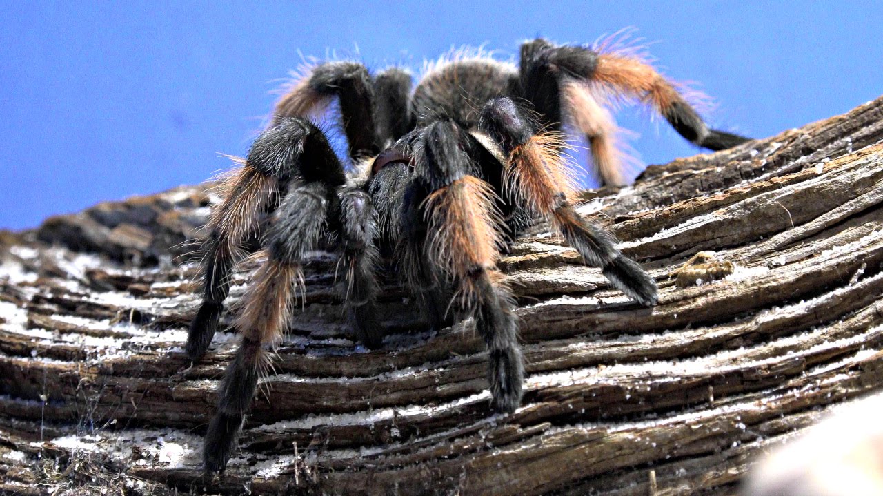 Big Red Legged Tarantula Spider in 4K Ultra HD - Raw Video - YouTube