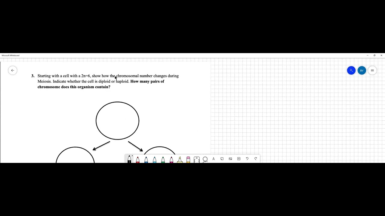 Starting with a cell with a 2n-6, show how the chromosomal number ...