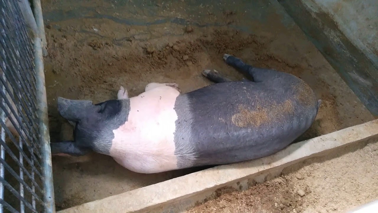TERNAK BABI DUROC RUTENG NTT - YouTube