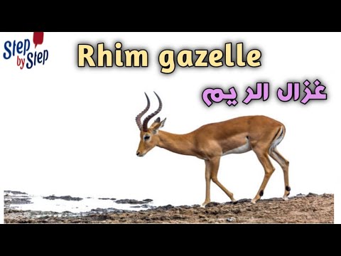 نطق كلمة Rhim gazelle غزال الريم 🗣️ - YouTube
