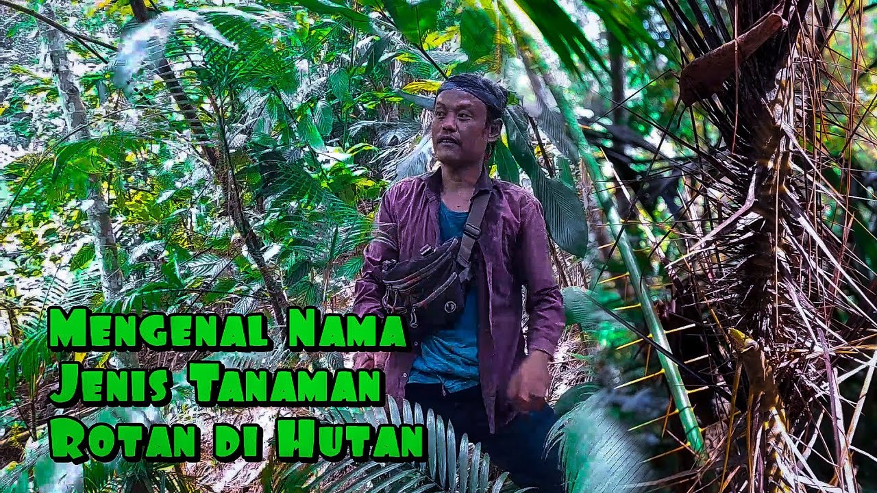 Mengenal Jenis-jenis Rotan Dan Manfaatnya | Jelajah Hutan Rimba - YouTube