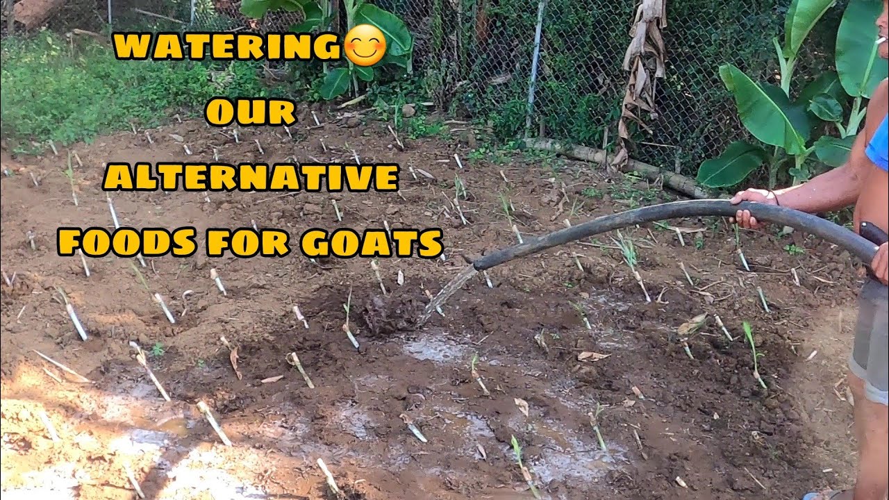 Pagdidilig ng mga tanim nating mais - YouTube