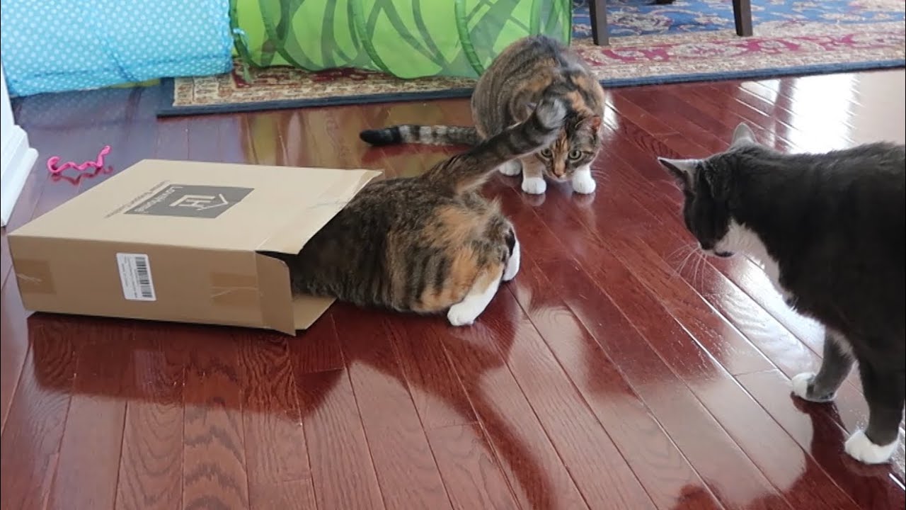 Cats dive into a box for treats - YouTube