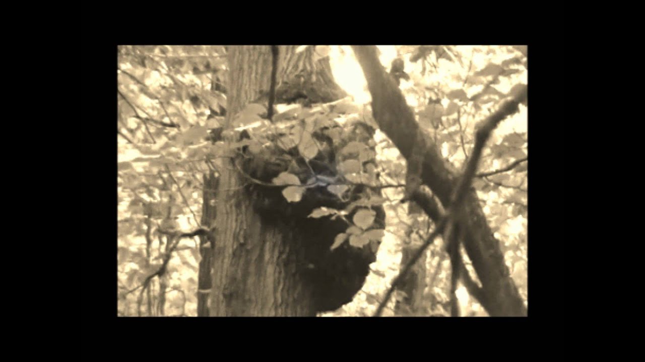 A SASQUATCH IN A TREE: FINDING BIGFOOT - YouTube