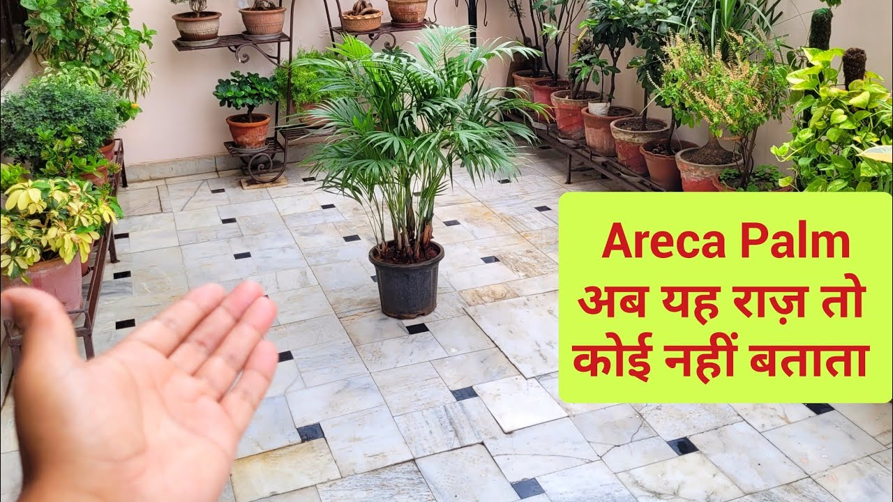 Areca Palm Care tips / अब यह राज़ तो कोई नहीं बताता - YouTube