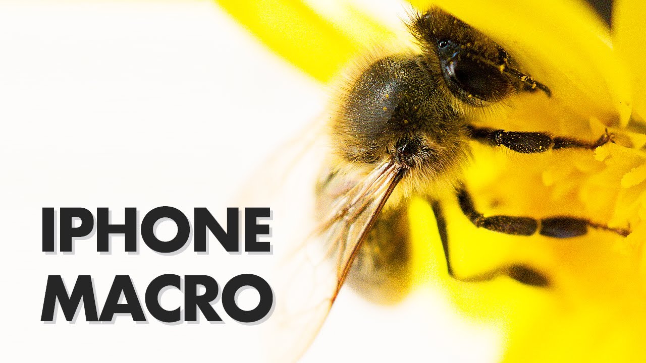 Mobile Macro Photography with iPhone + Sandmarc Macro Lens - YouTube