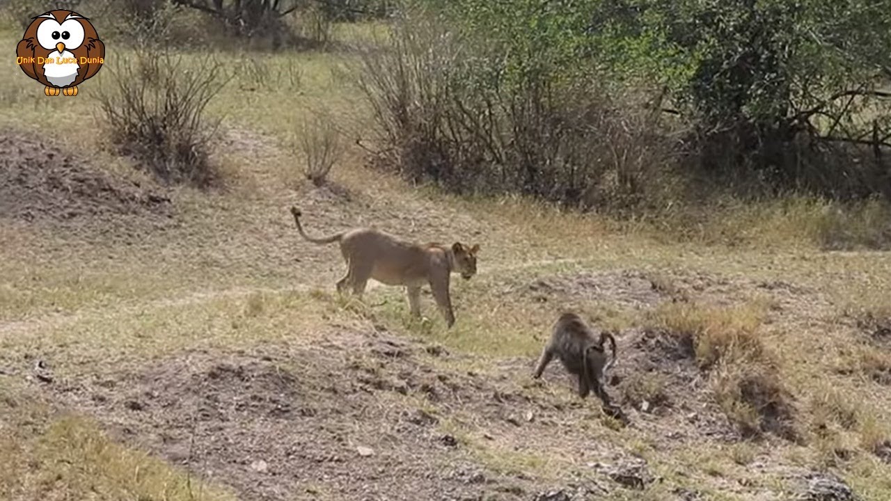 Hendak Berburu, Singa ini Justru Lari Karena Lihat Hewan ini. Yang ...