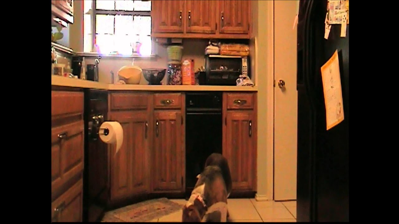 Beagle and cat raid the kitchen - YouTube
