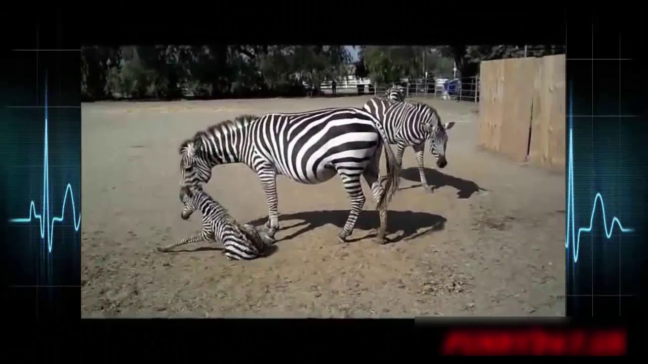 NatGeoWild: zebra mating and giving birth - YouTube